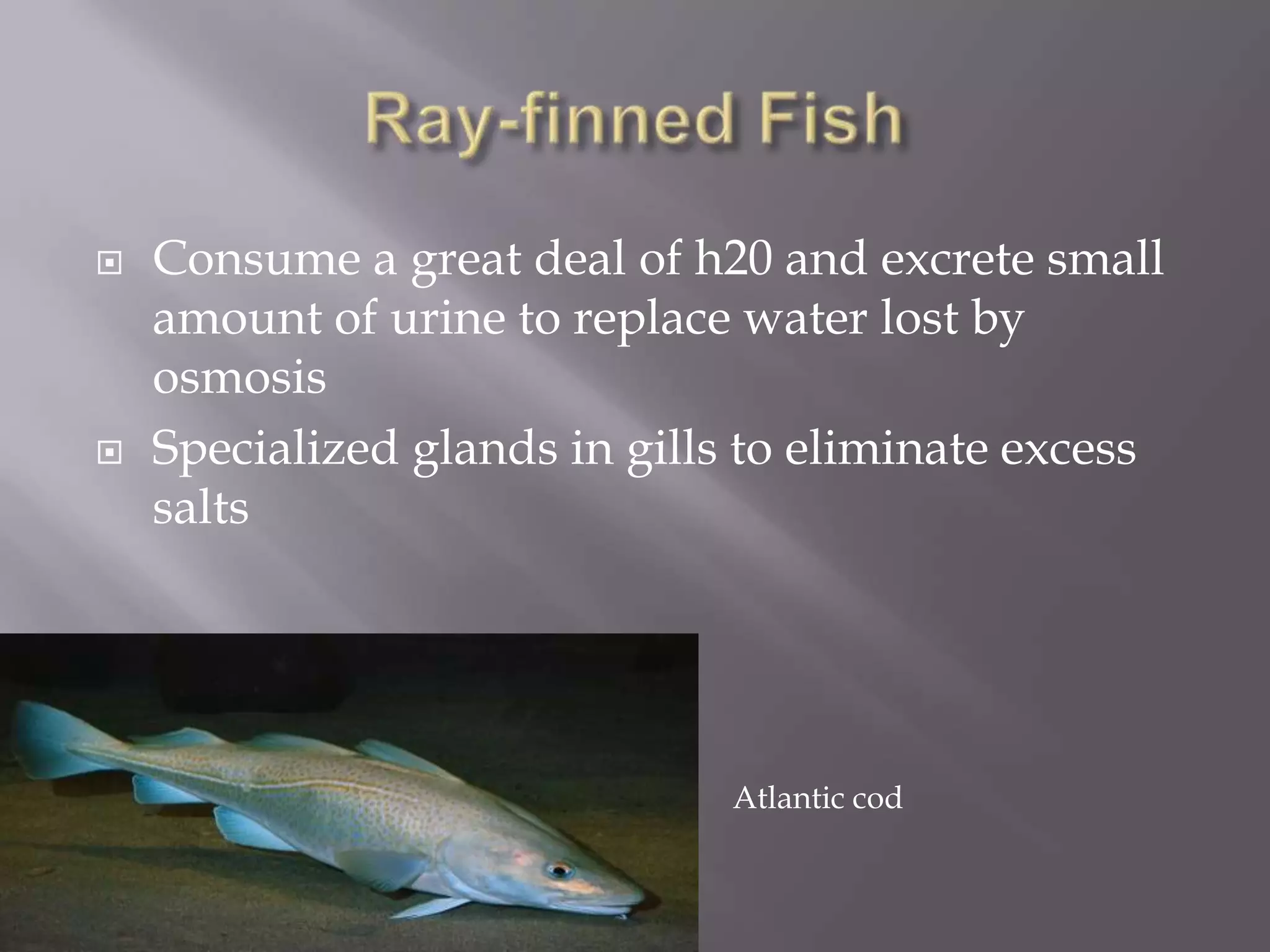 Lesson 2 osmosis and diffusion in the marine environment | PPTX
