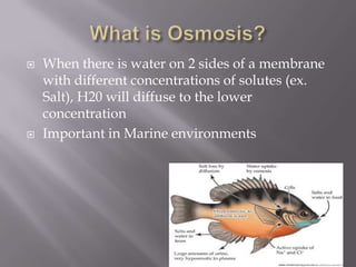 Lesson 2 osmosis and diffusion in the marine environment | PPT
