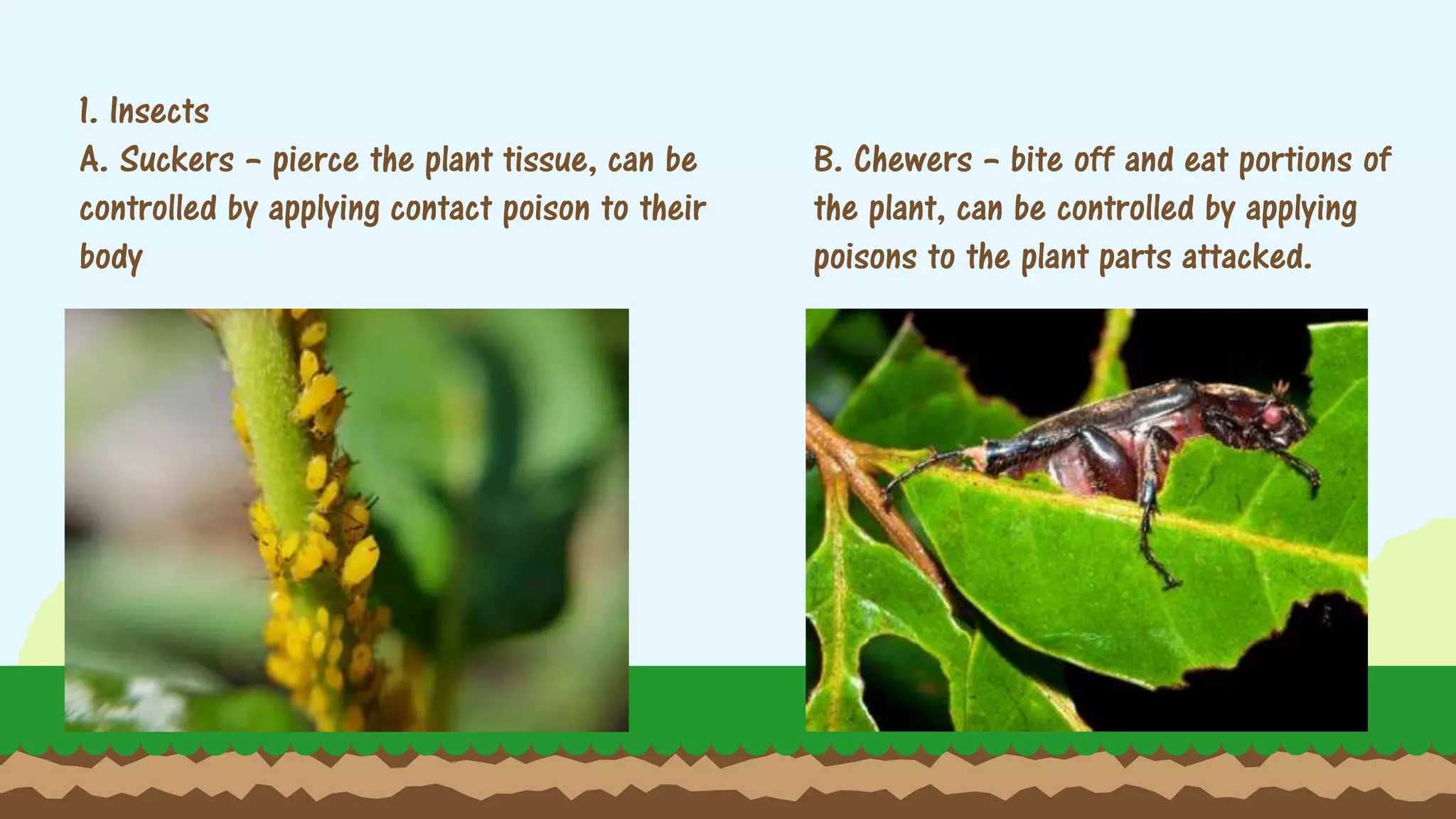 Lesson 2 Planting and Cultivation of Ornamental Plants.pptx