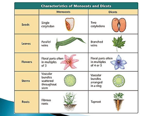 Lesson2plantreproduction2561 | PPT