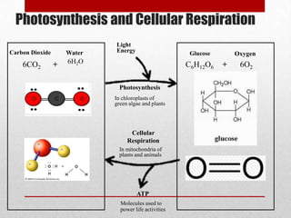 Photosynthesis and Cell Respiration (Brief Overview) | PPTX