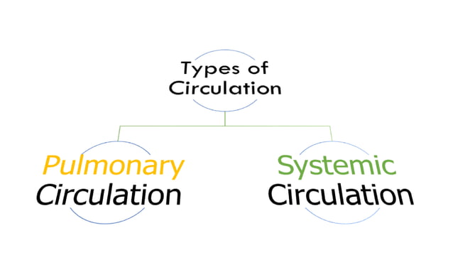 Lesson 2 Circulatory System - Grade 9 | PPTX