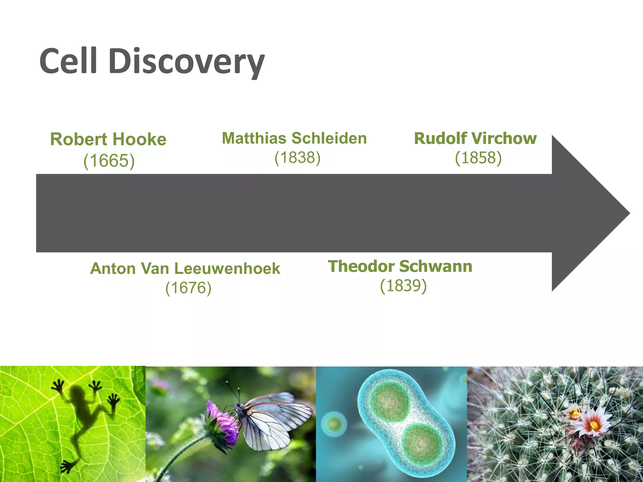 Lesson 2 The Cell | PDF