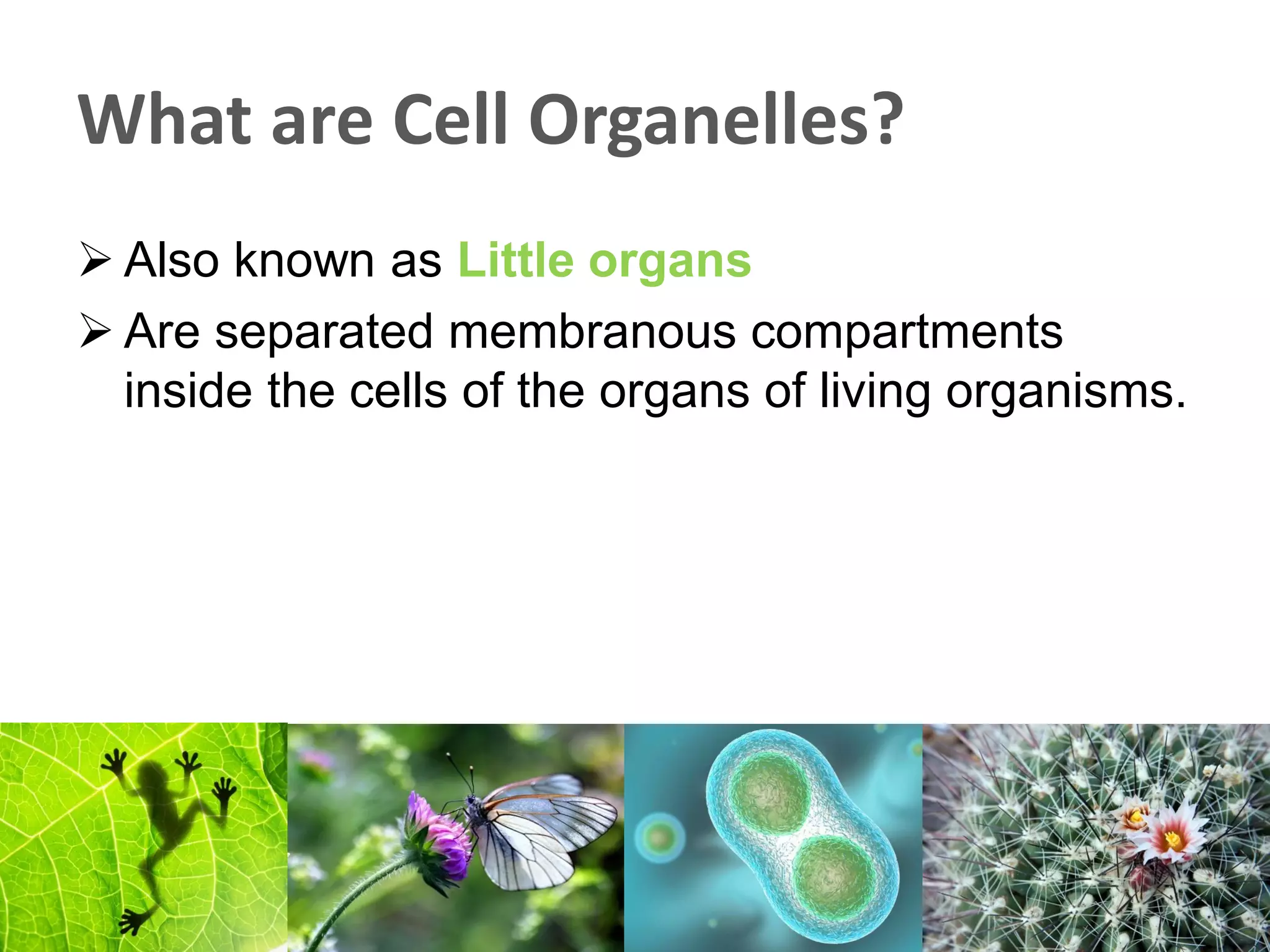 Lesson 2 The Cell | PDF
