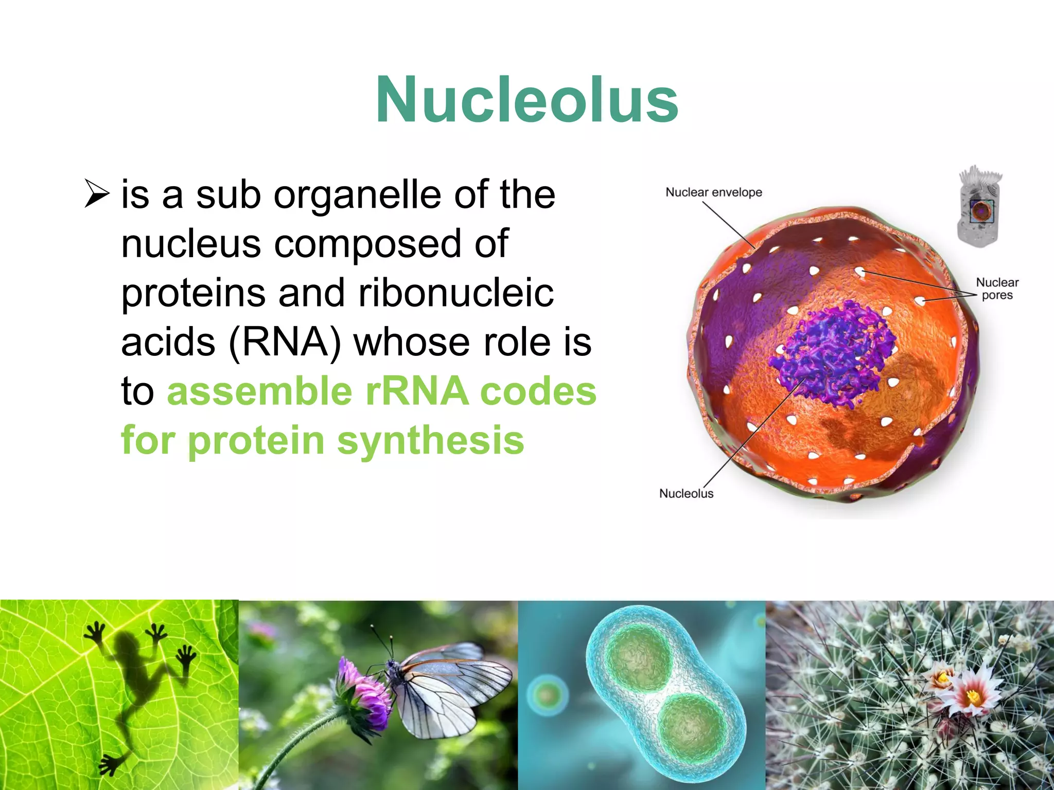 Lesson 2 The Cell | PDF