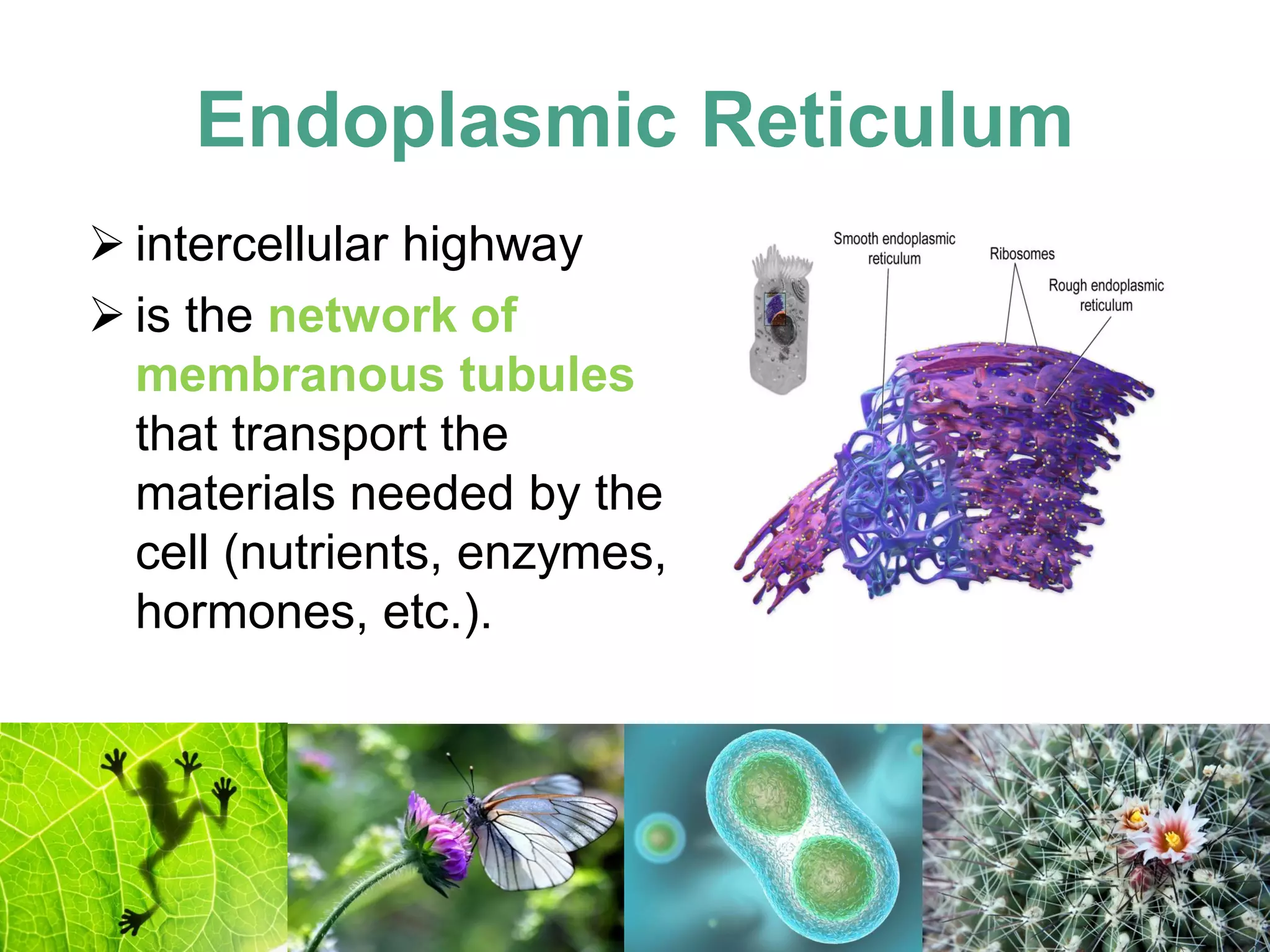 Lesson 2 The Cell | PDF
