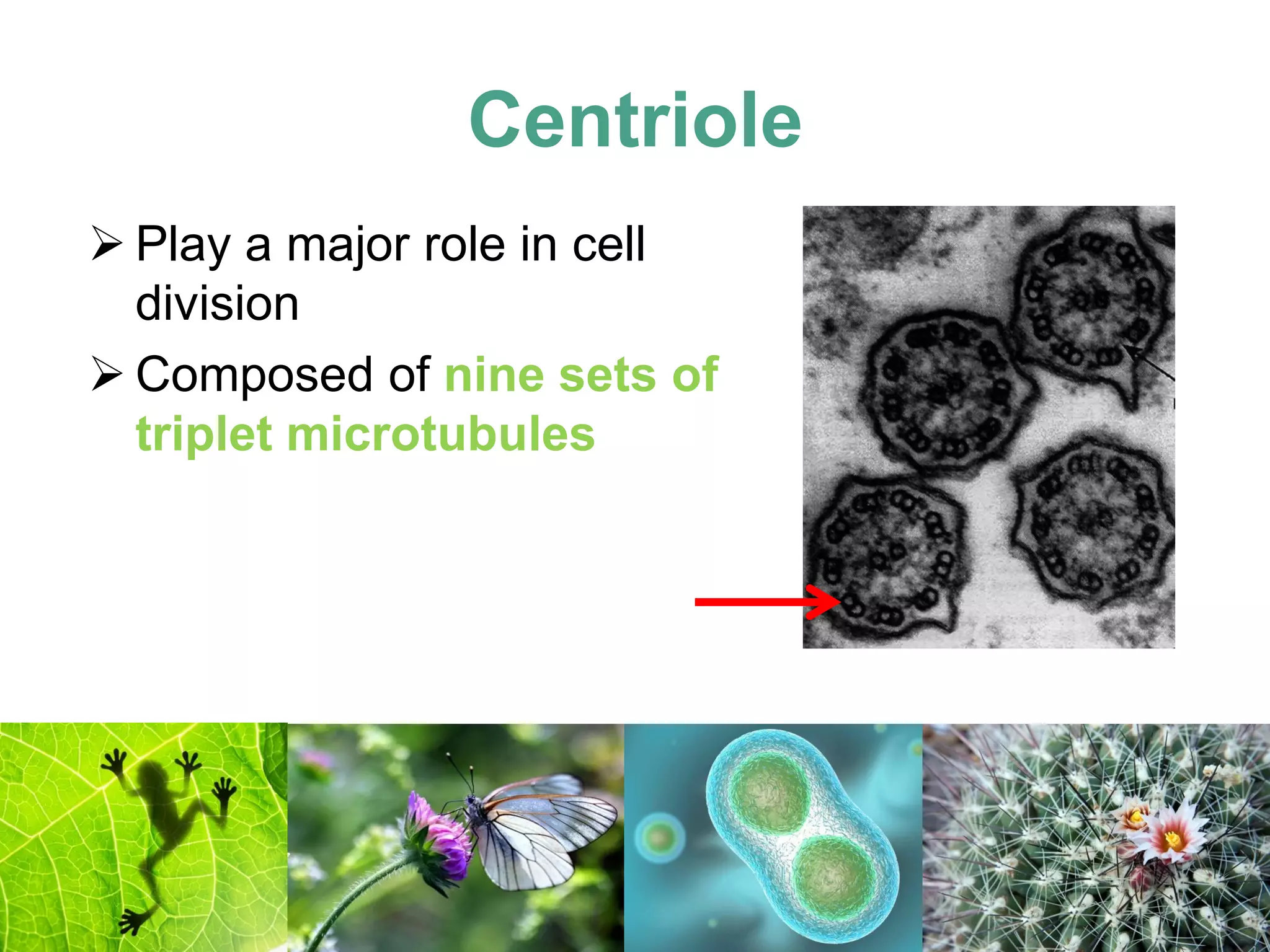 Lesson 2 The Cell | PDF
