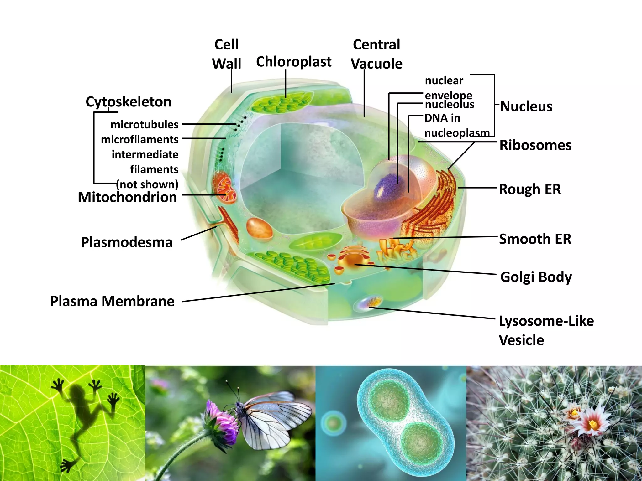 Lesson 2 The Cell | PDF
