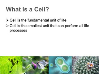 Lesson 2 The Cell | PDF