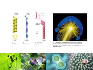 Lesson 2 The Cell | PDF