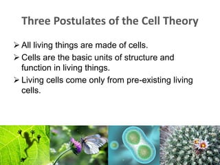 Cell Theory