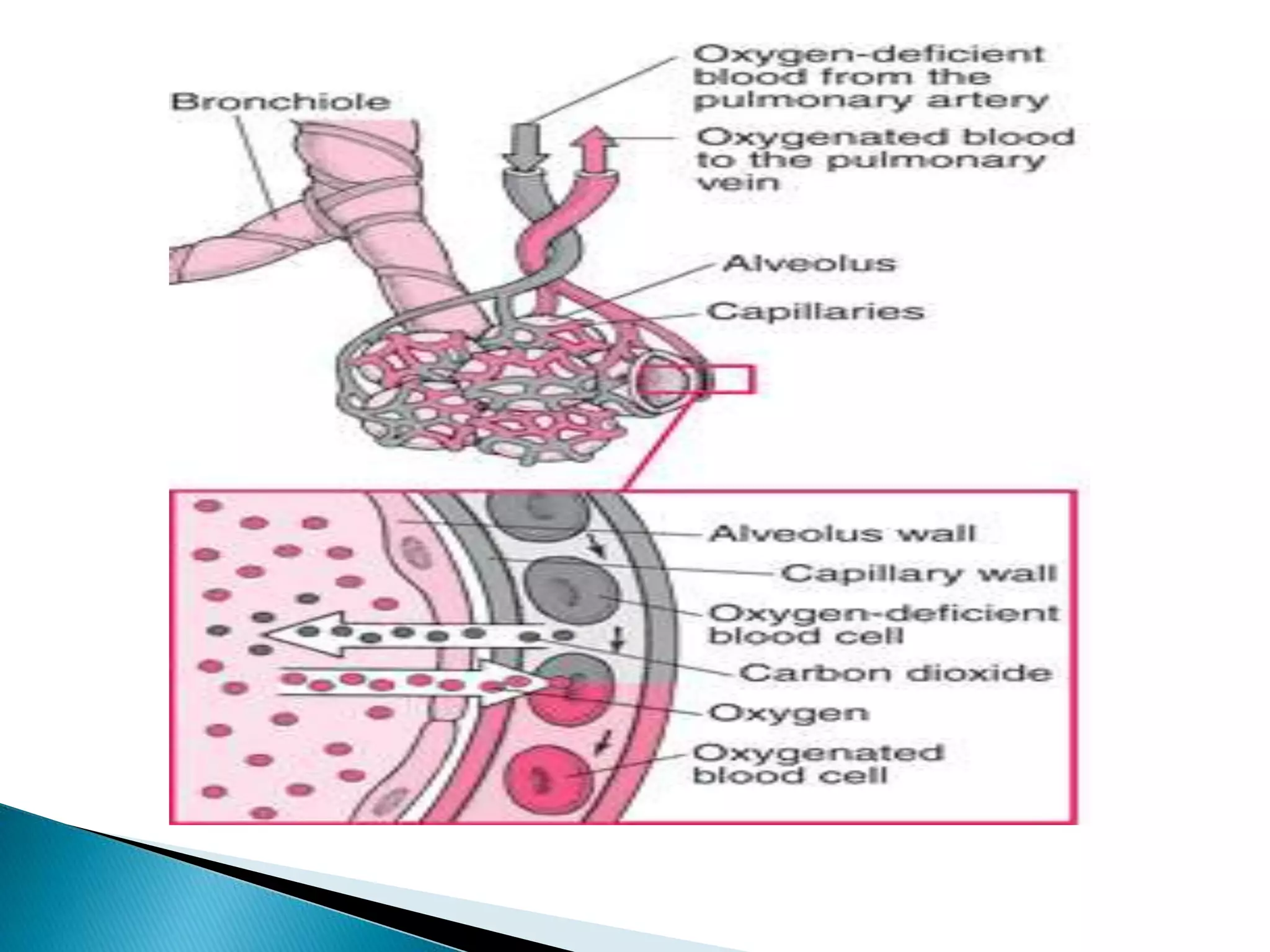 Lesson 2 ventilation and gas exchange | PPTX