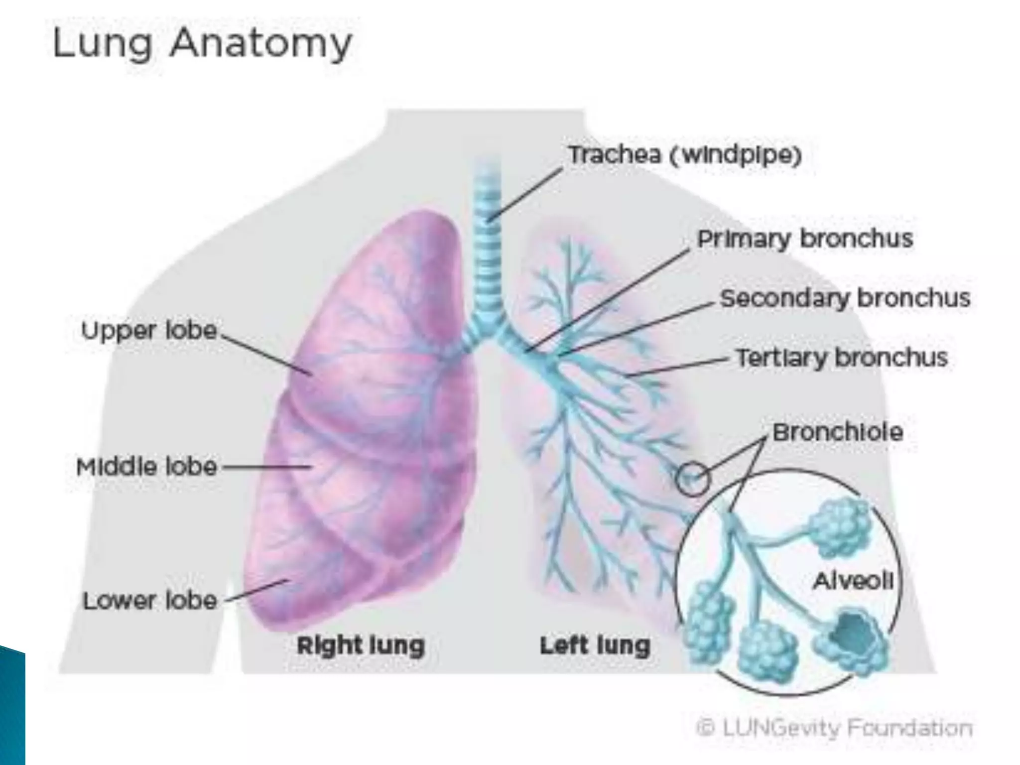 Lesson 2 ventilation and gas exchange | PPTX