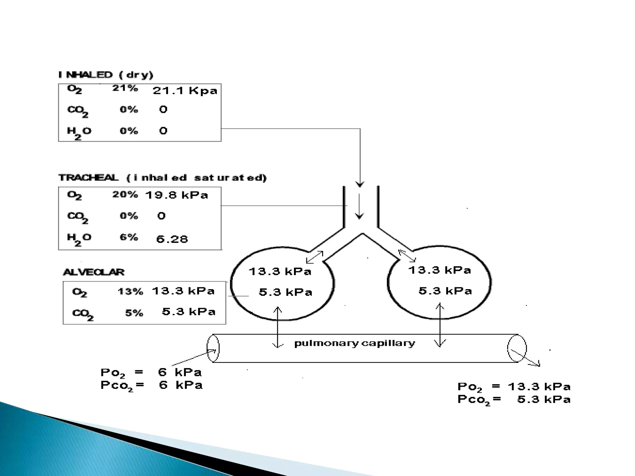 Lesson 2 ventilation and gas exchange | PPTX