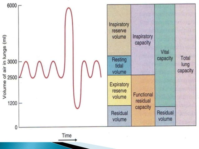 Lesson 2 ventilation and gas exchange | PPTX | Lung and Respiratory ...
