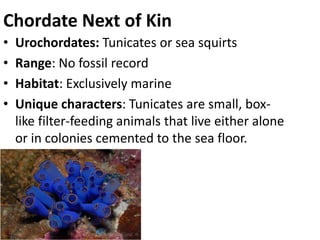 The Origin of Vertebrates | PDF