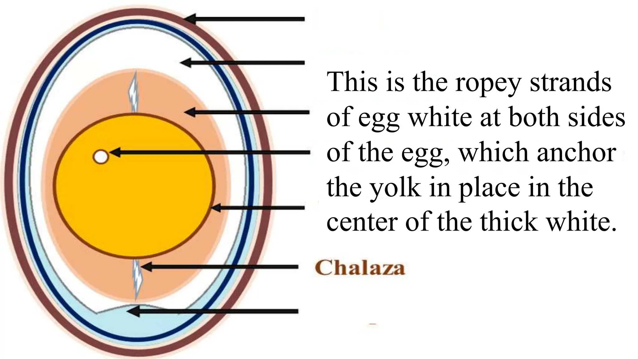 physical structure of eggs.pptx