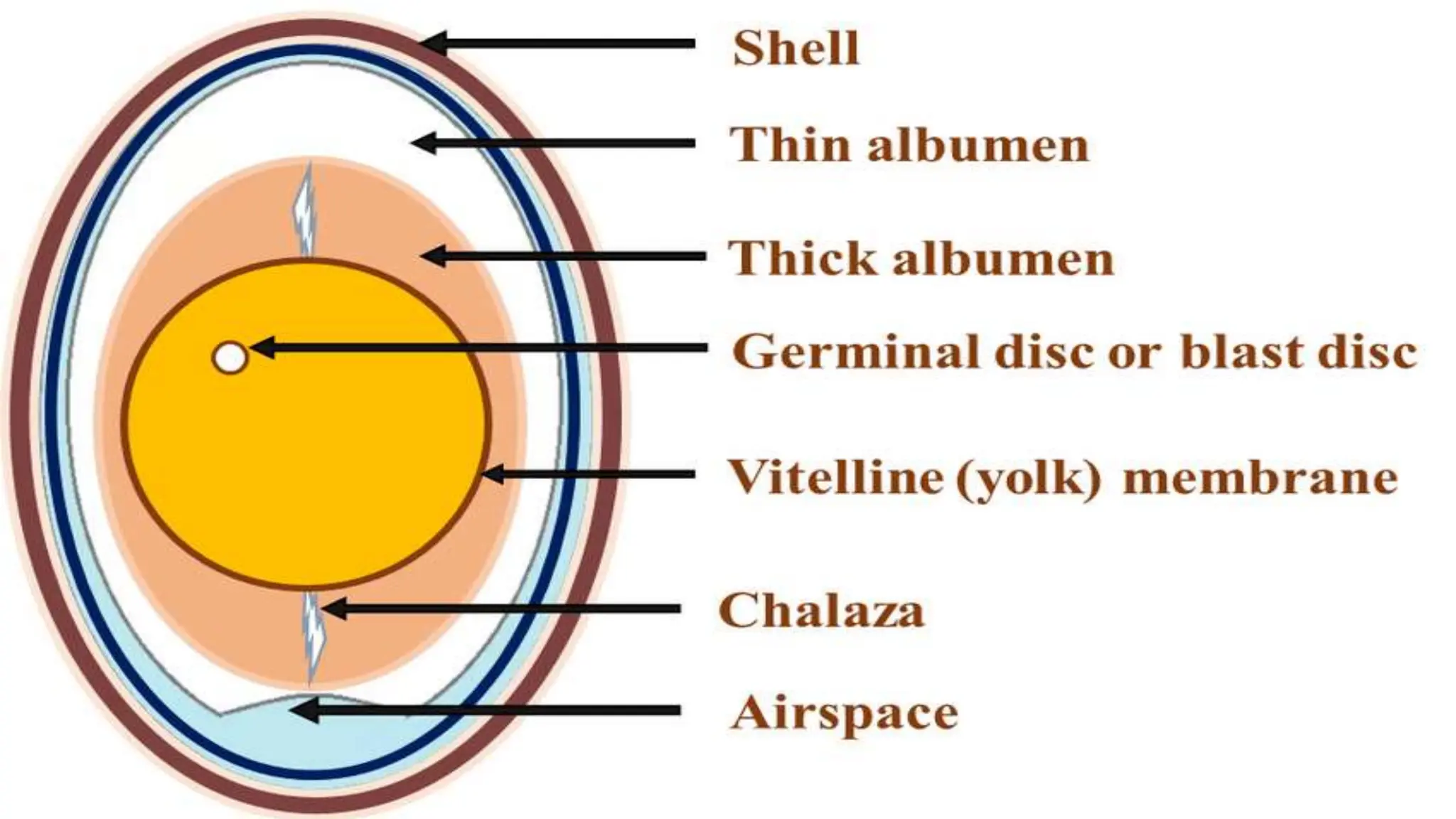 physical structure of eggs.pptx
