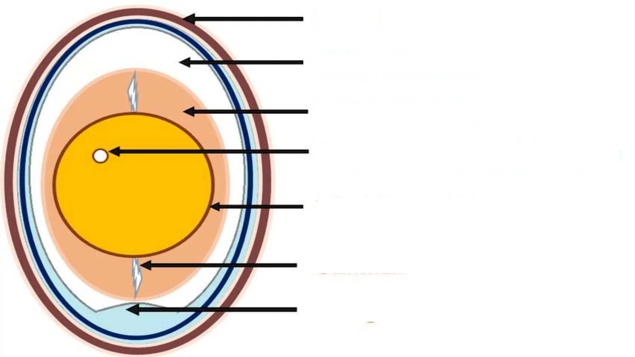 physical structure of eggs.pptx
