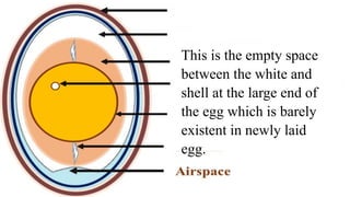 physical structure of eggs.pptx