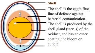 physical structure of eggs.pptx