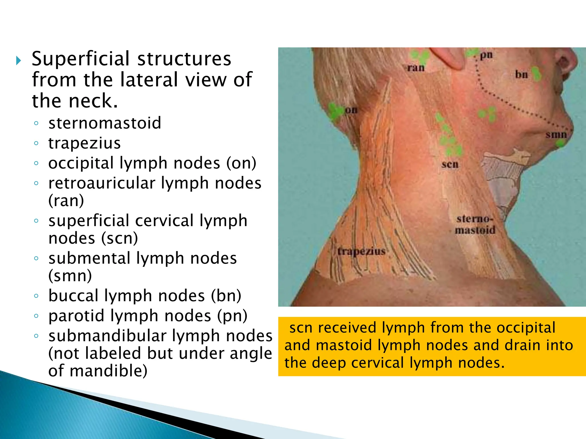 Musculoskeletal Anatomy: Lesson 3. Neck.pptx