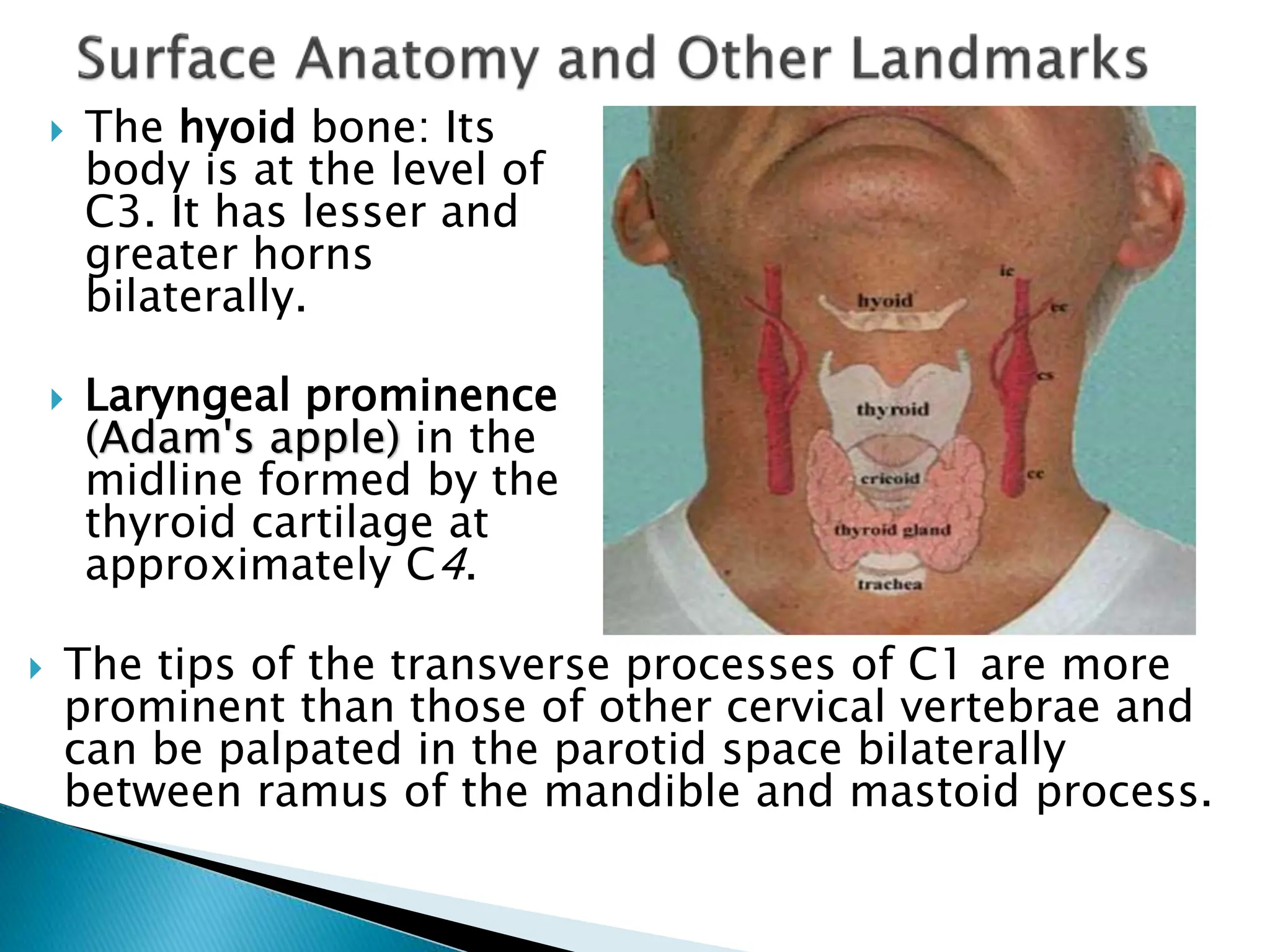Musculoskeletal Anatomy: Lesson 3. Neck.pptx