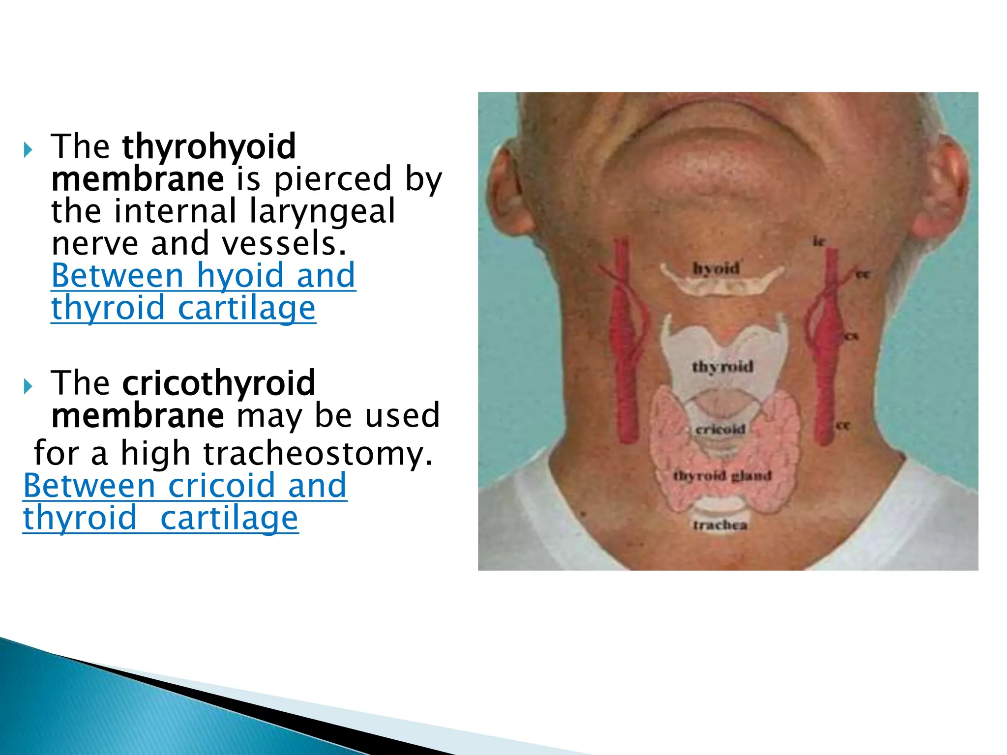 Musculoskeletal Anatomy: Lesson 3. Neck.pptx