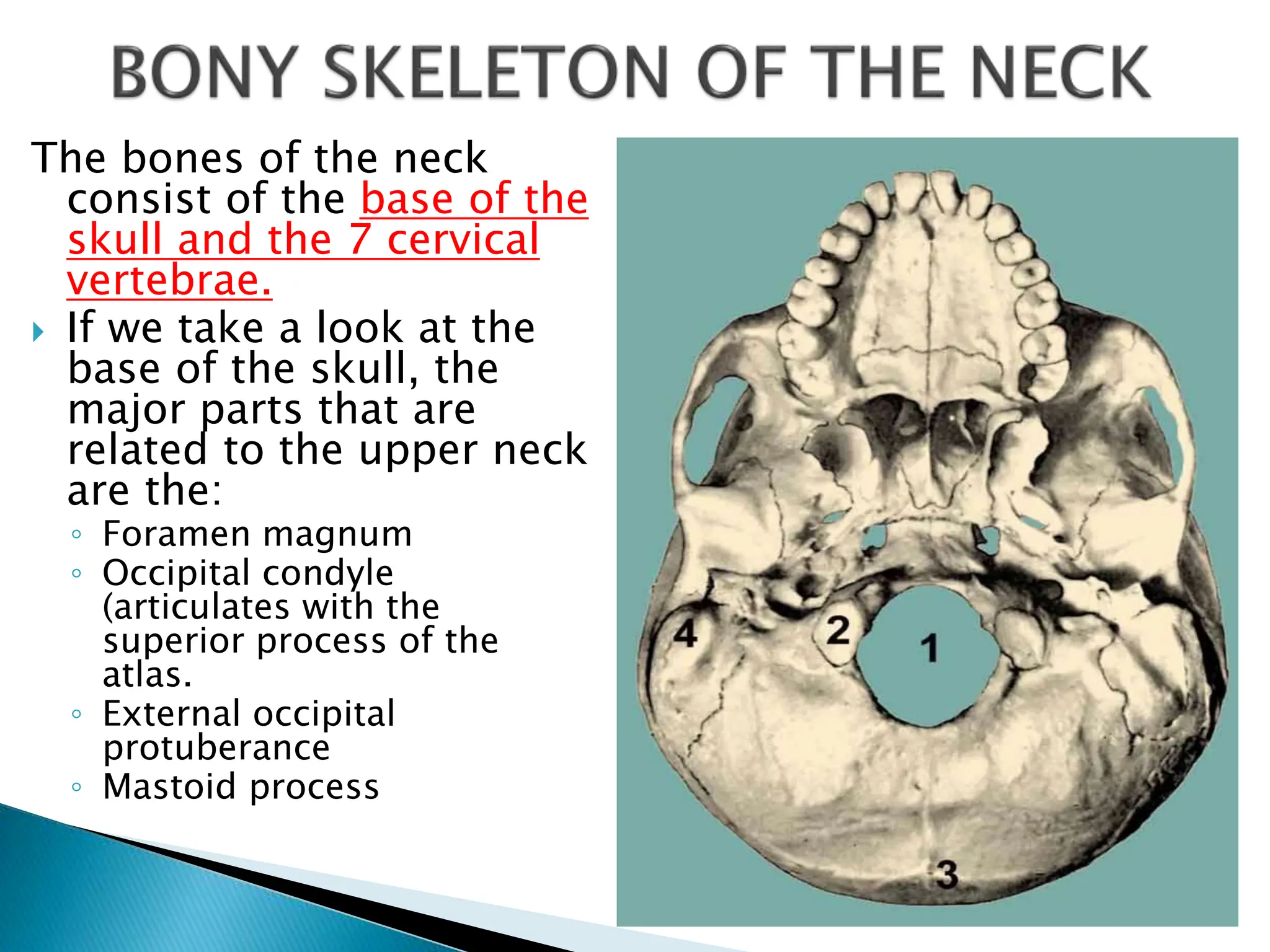 Musculoskeletal Anatomy: Lesson 3. Neck.pptx