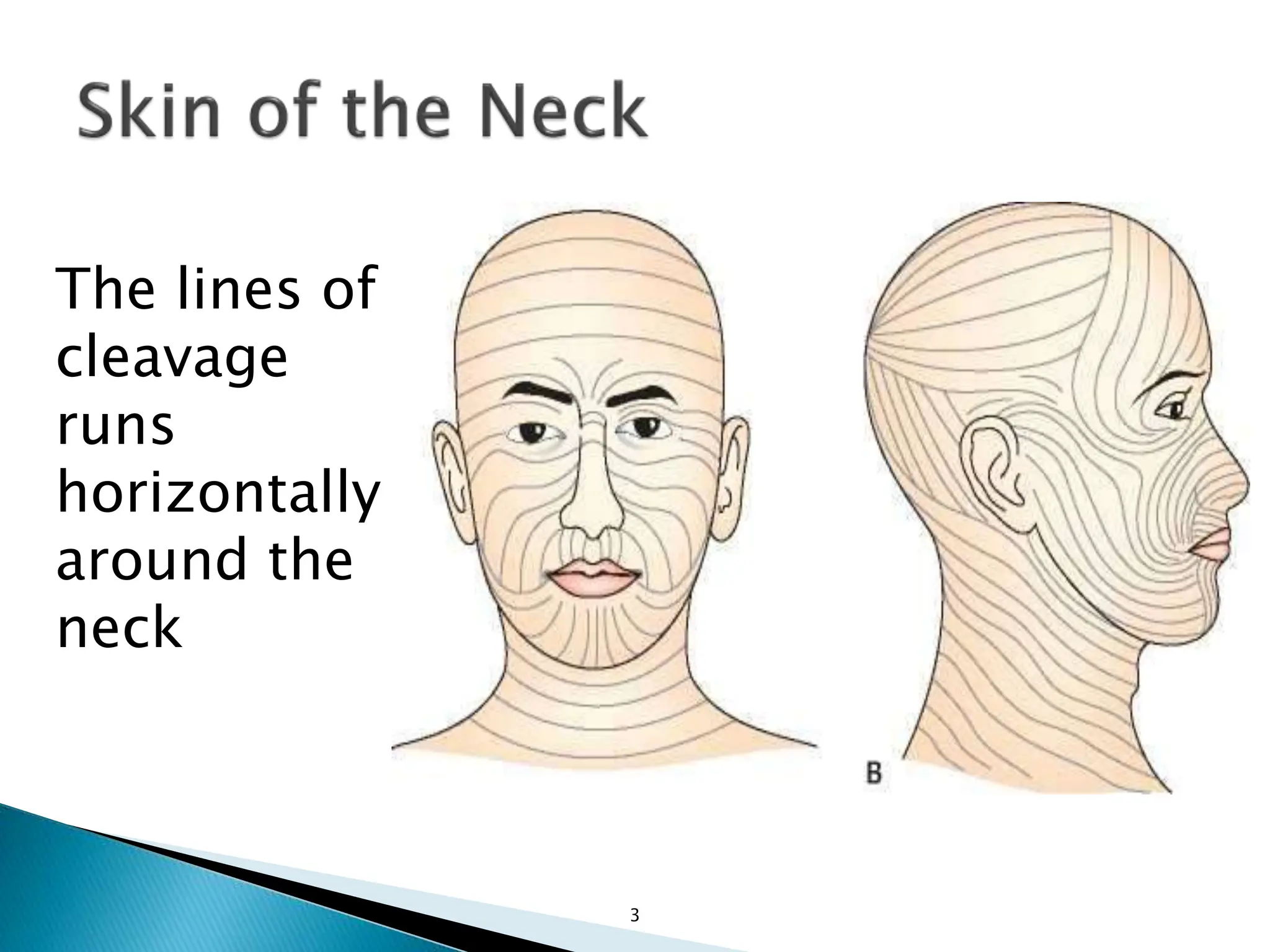 Musculoskeletal Anatomy: Lesson 3. Neck.pptx