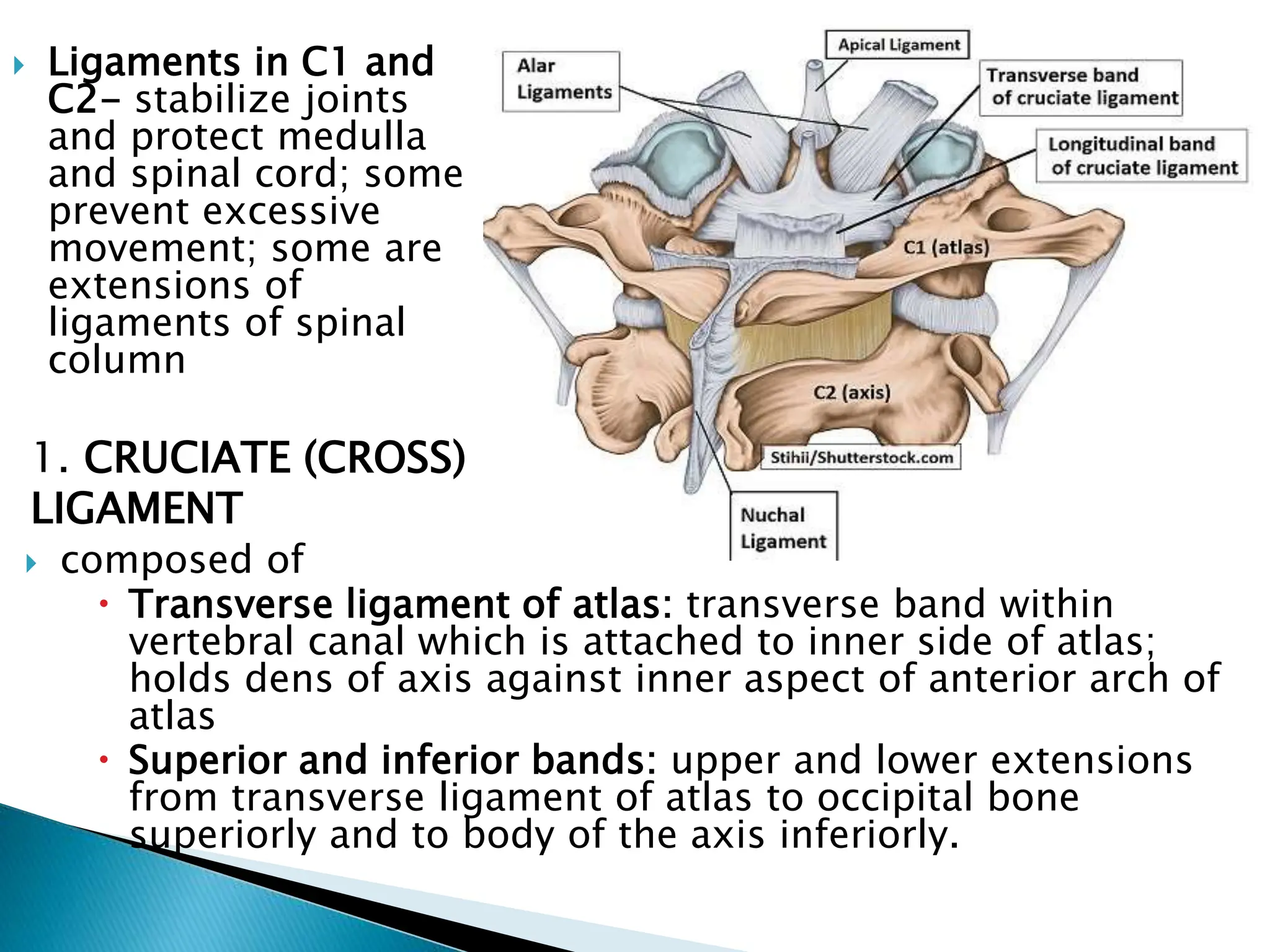 Musculoskeletal Anatomy: Lesson 3. Neck.pptx