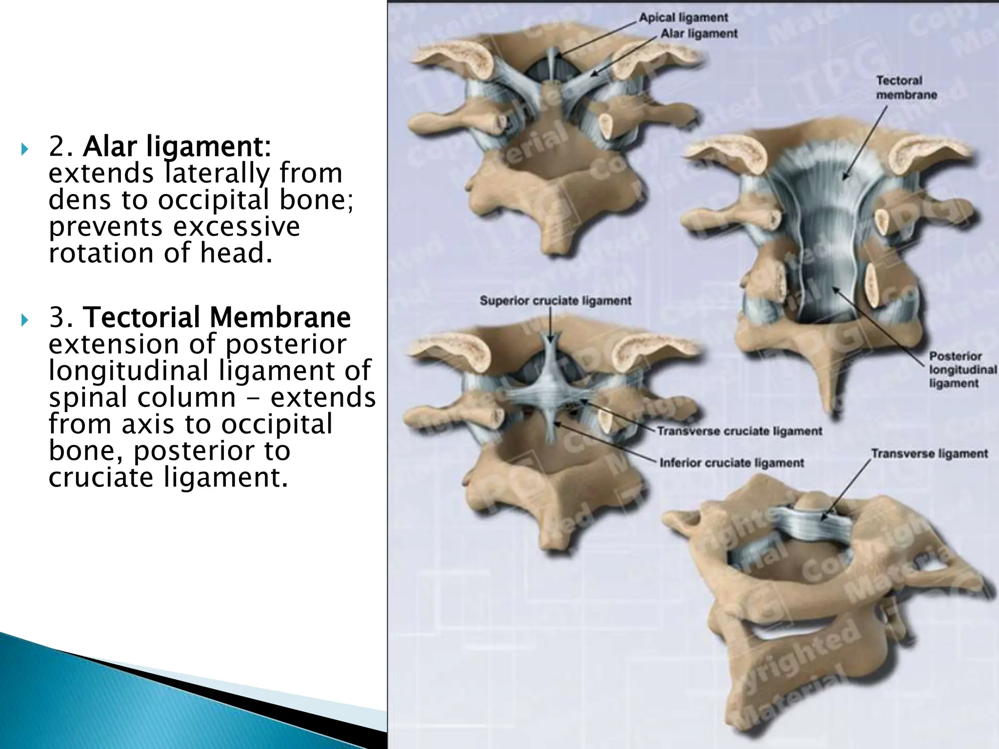Musculoskeletal Anatomy: Lesson 3. Neck.pptx