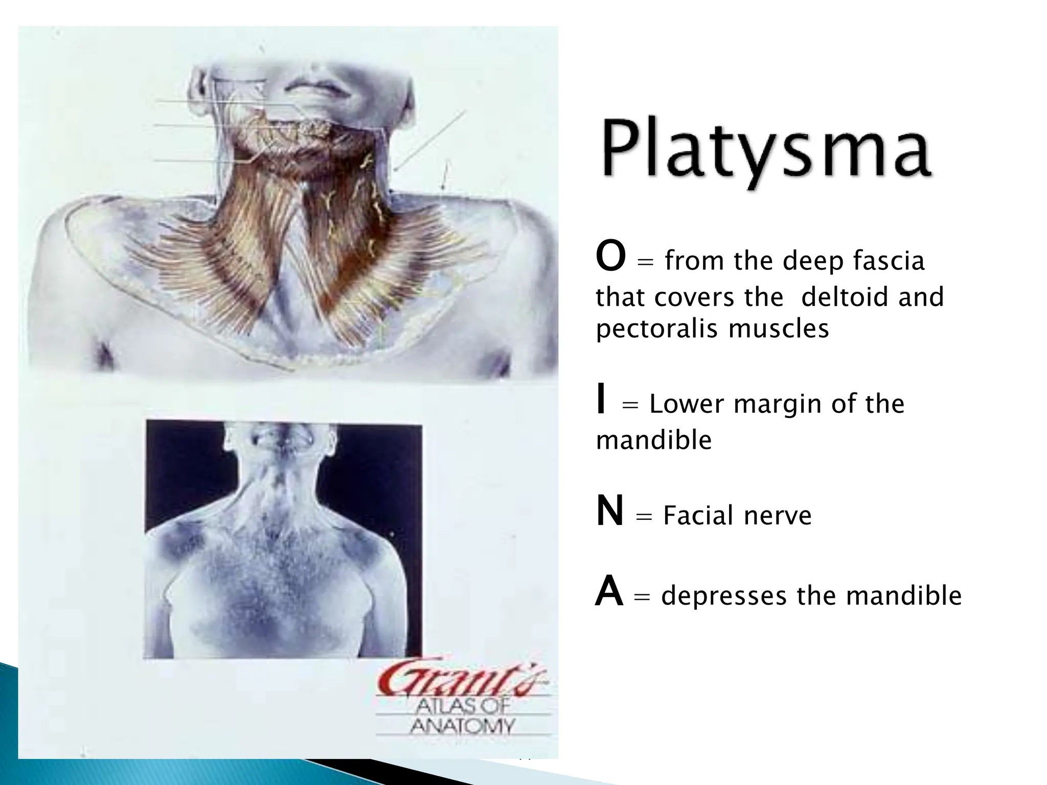 Musculoskeletal Anatomy: Lesson 3. Neck.pptx