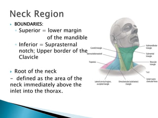 Musculoskeletal Anatomy: Lesson 3. Neck.pptx