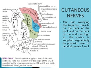 Musculoskeletal Anatomy: Lesson 3. Neck.pptx