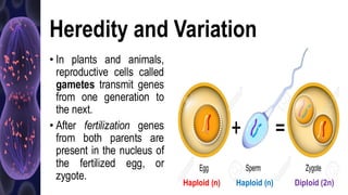 Lesson 3.1 PPT - Meiosis and Fertilization (1).pdf