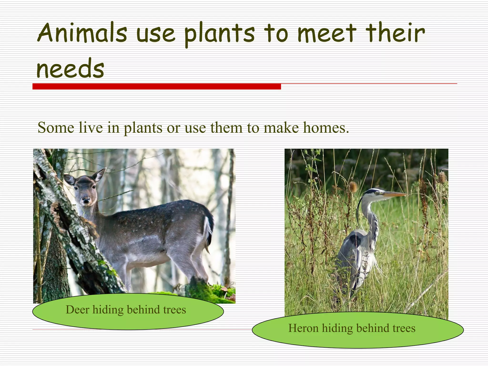 Lesson 3.3 How do plants and animals need each other? | PPT