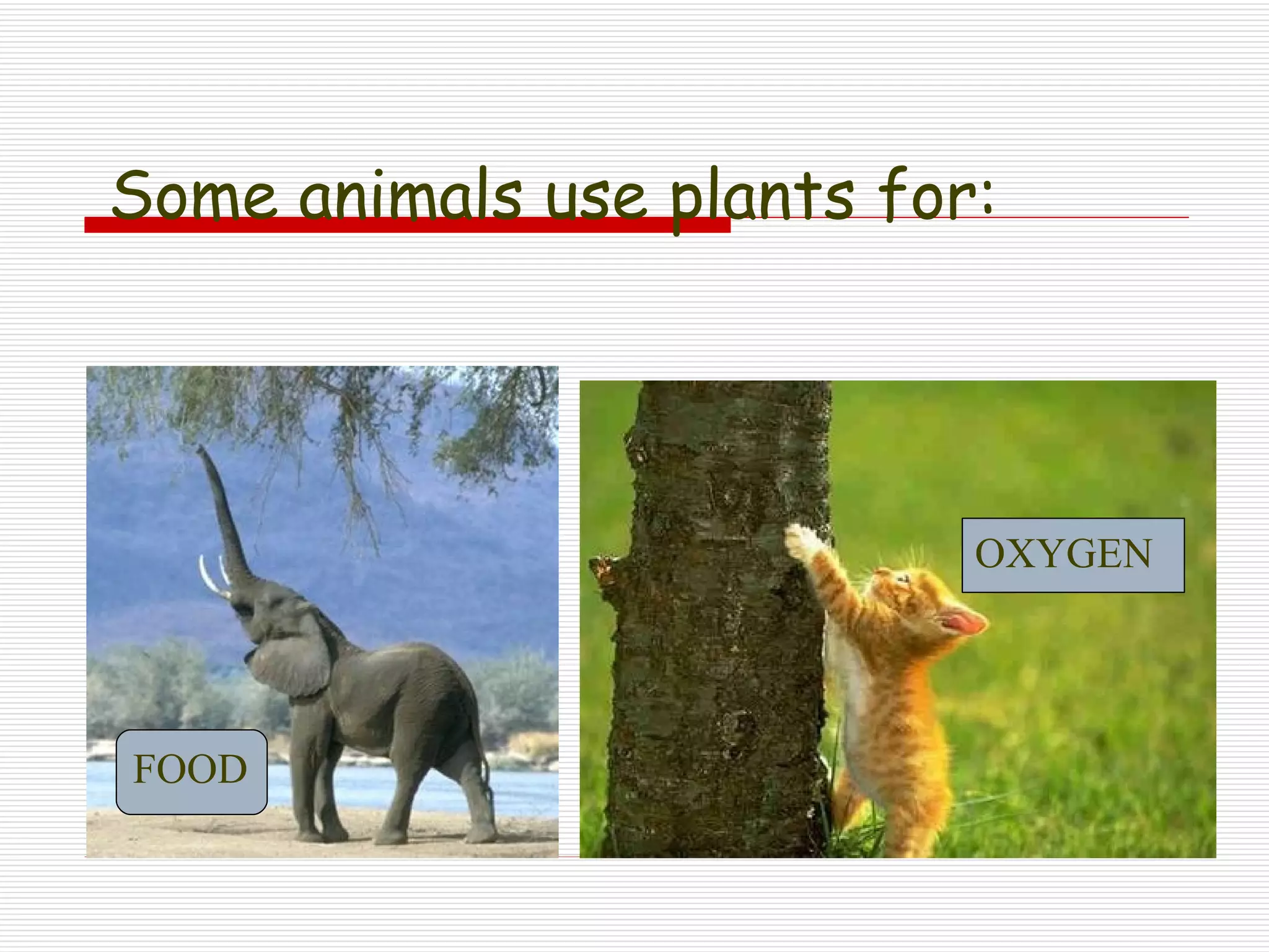 Lesson 3.3 How do plants and animals need each other? | PPT