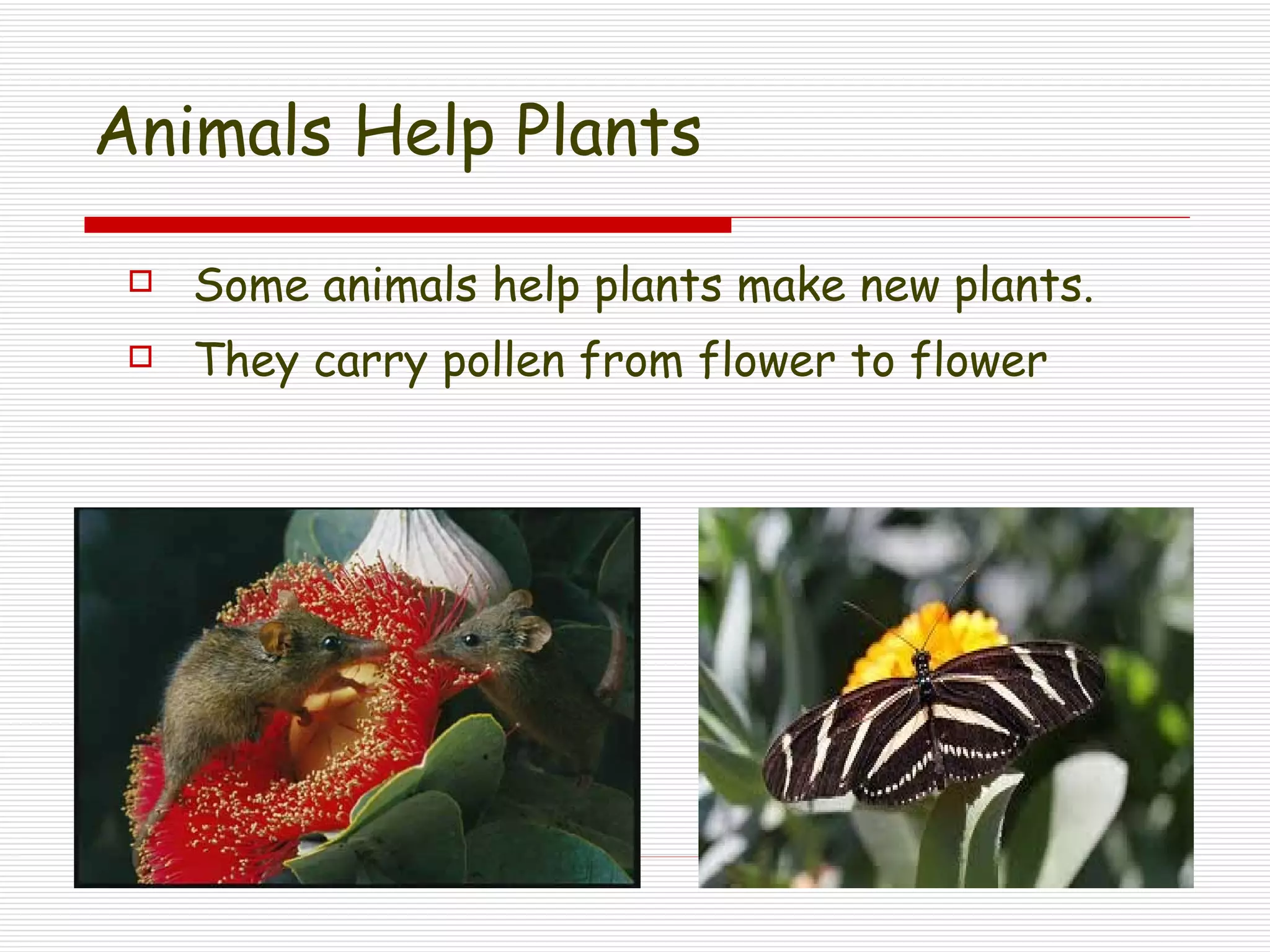Lesson 3.3 How do plants and animals need each other? | PPT