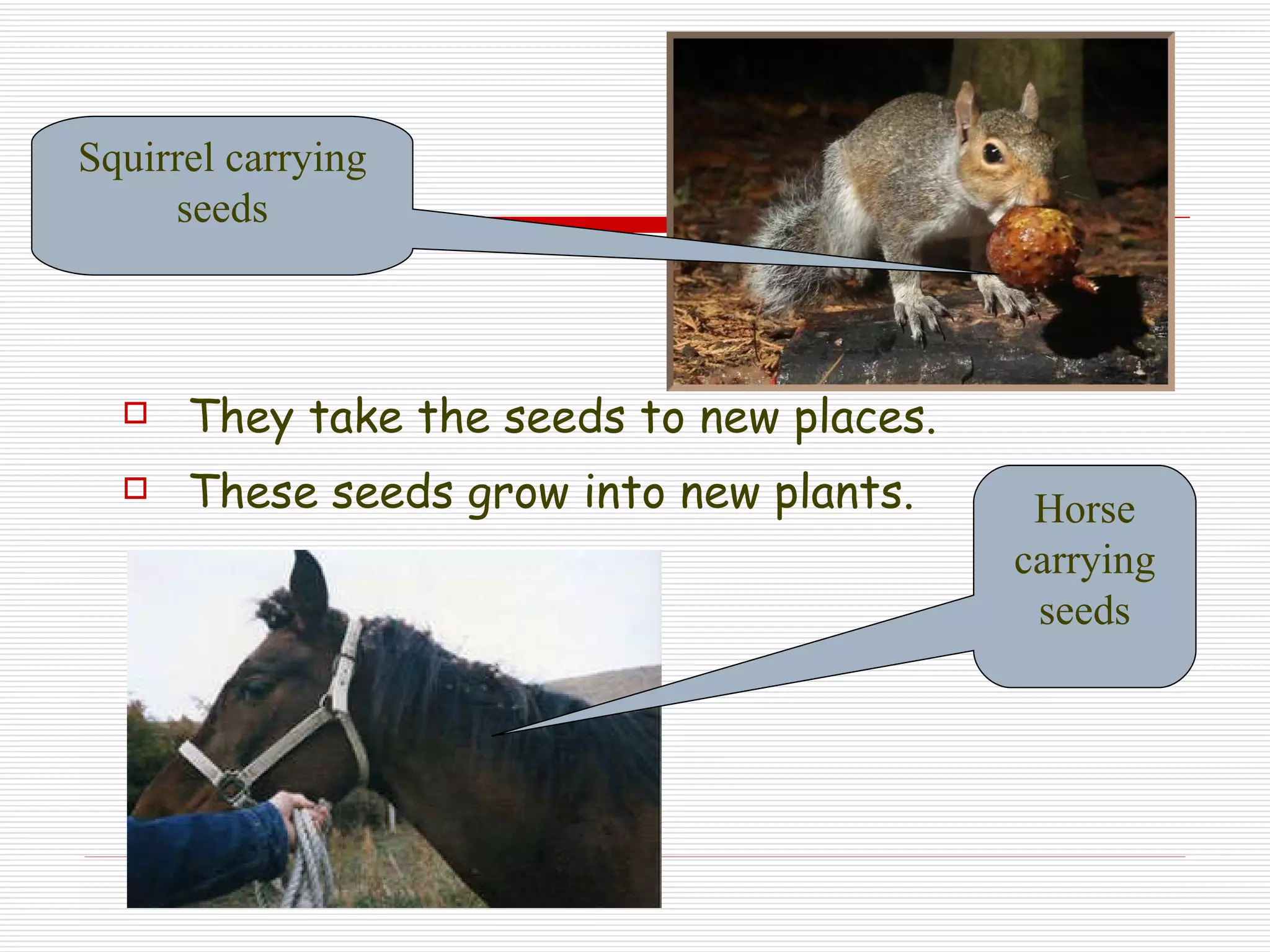 Lesson 3.3 How do plants and animals need each other? | PPT