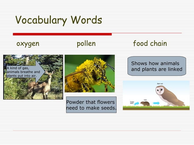 Lesson 3.3 How do plants and animals need each other? | PPT | Gardening ...