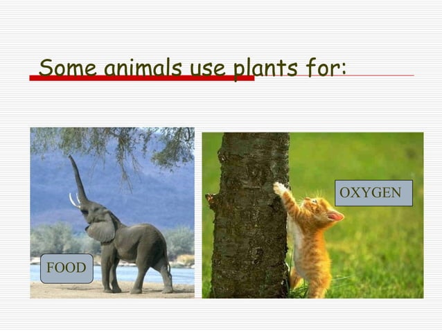 Lesson 3.3 How do plants and animals need each other? | PPT | Gardening ...