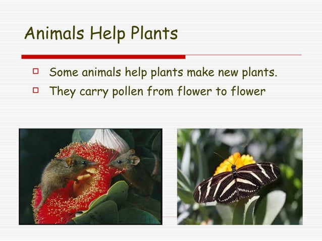 Lesson 3.3 How do plants and animals need each other? | PPT | Gardening ...