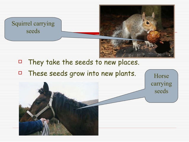 Lesson 3.3 How do plants and animals need each other? | PPT | Gardening ...