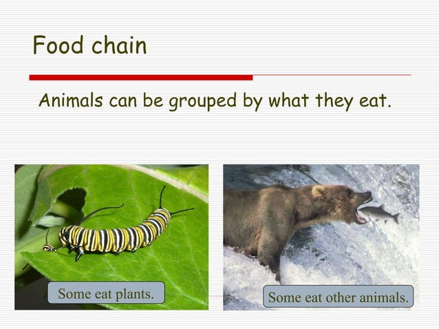 Lesson 3.3 How do plants and animals need each other? | PPT | Gardening ...