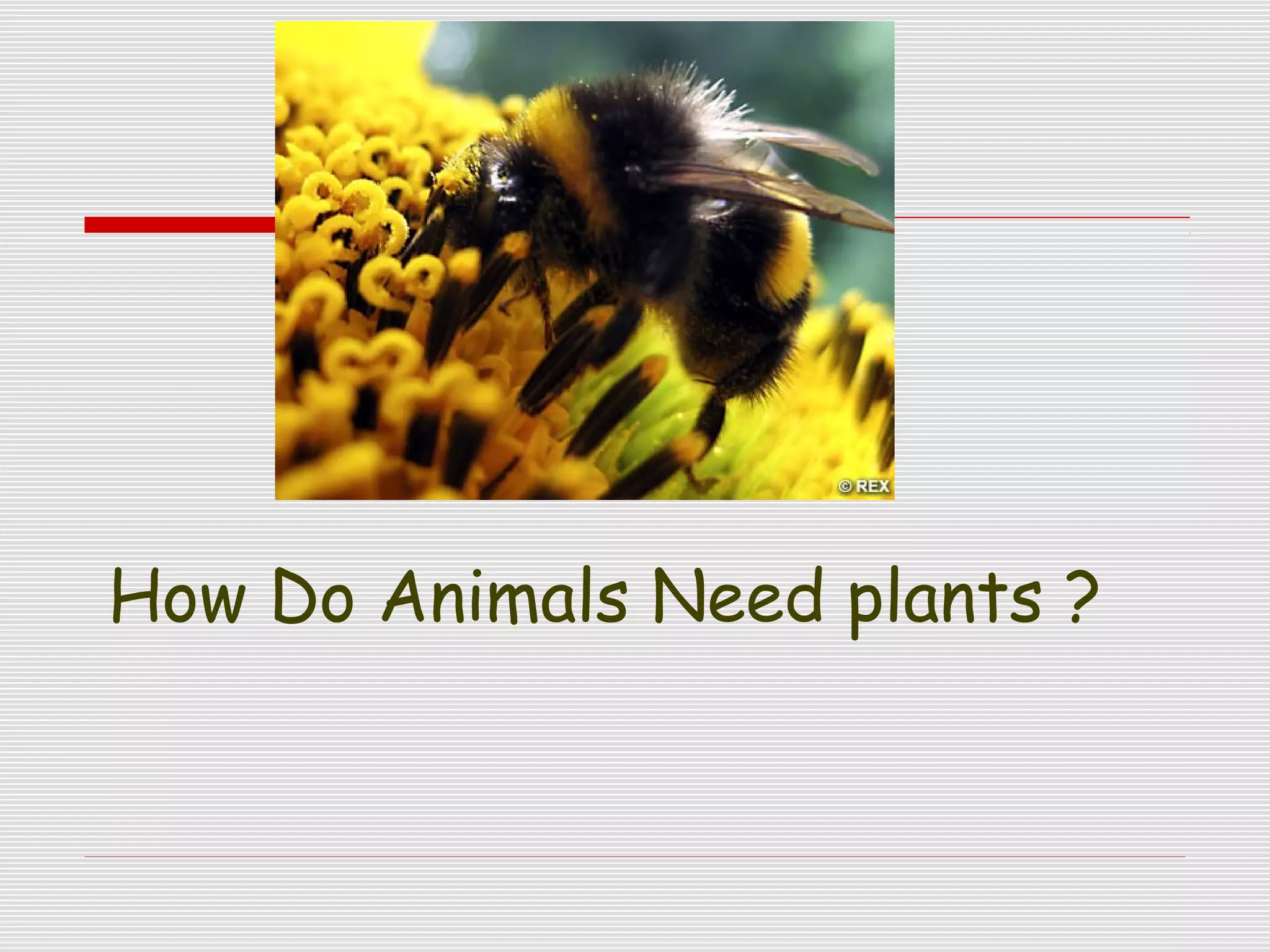 animals need plants | PPT