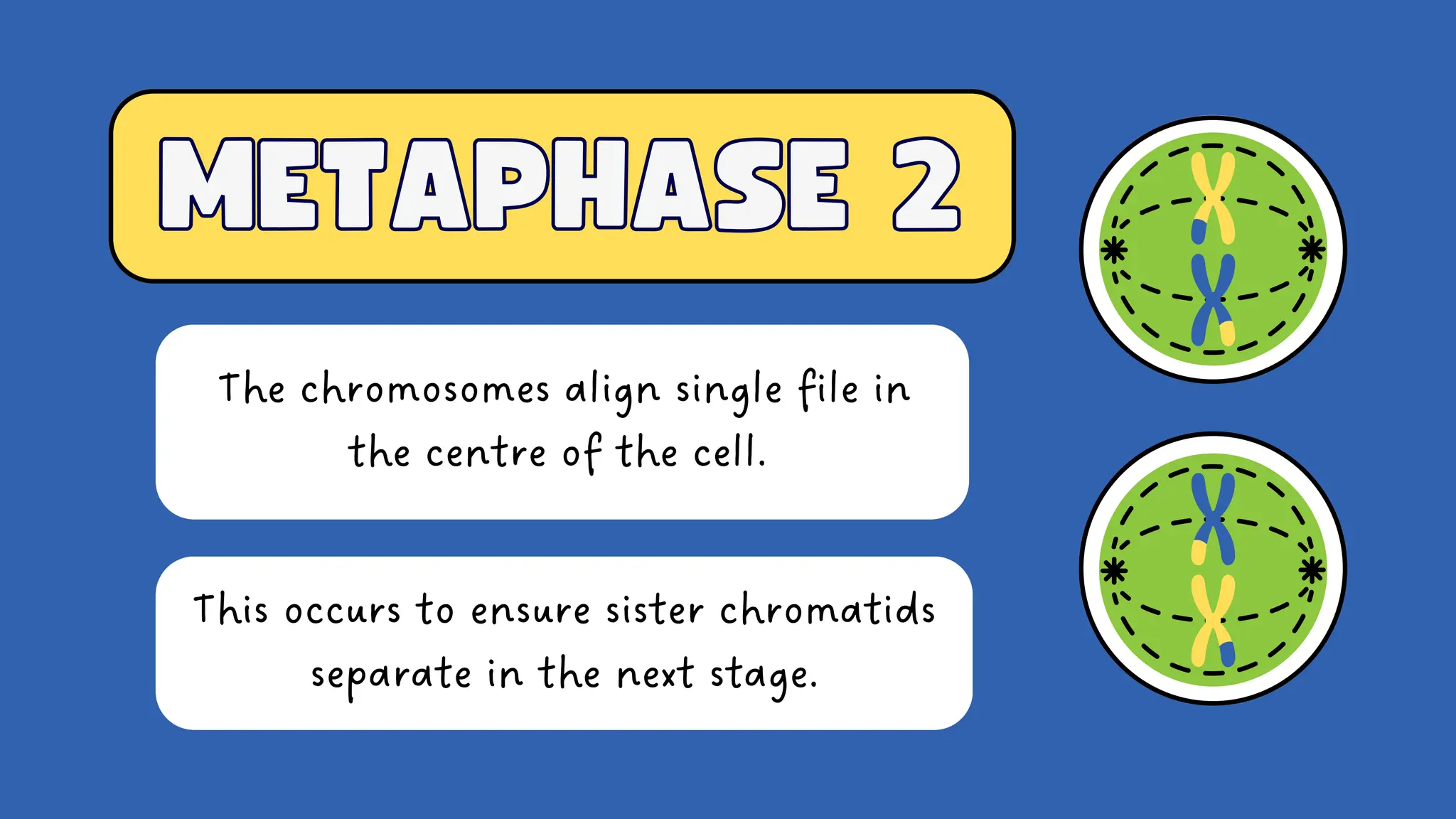 LESSON 3- ---CELL CYCLE--- (MEIOSIS).pdf