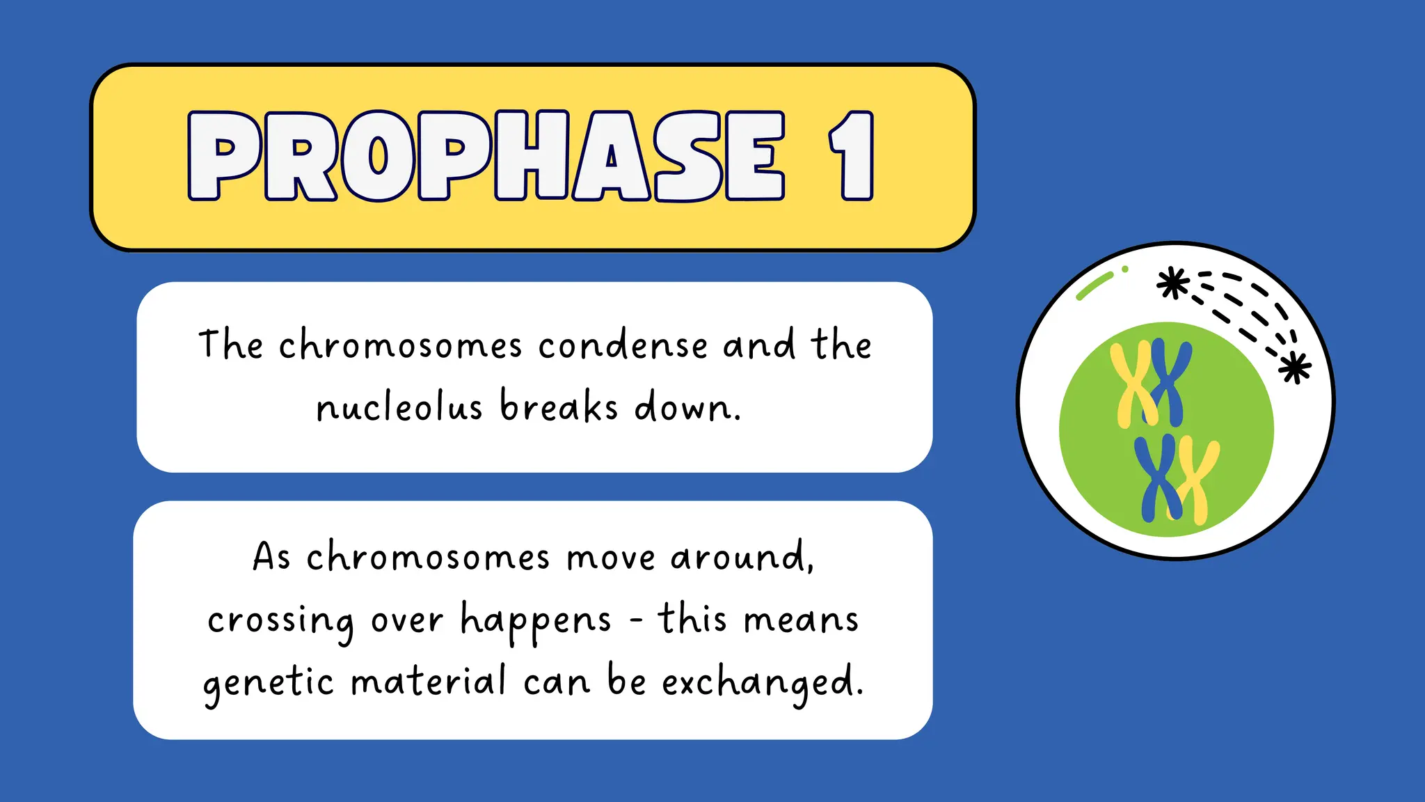 LESSON 3- ---CELL CYCLE--- (MEIOSIS).pdf