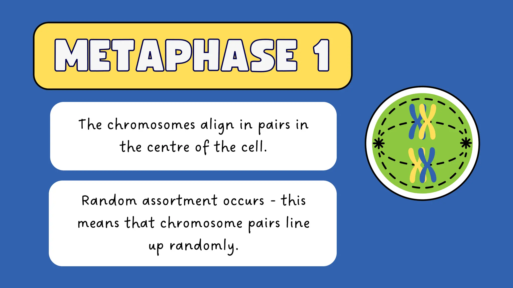 LESSON 3- ---CELL CYCLE--- (MEIOSIS).pdf