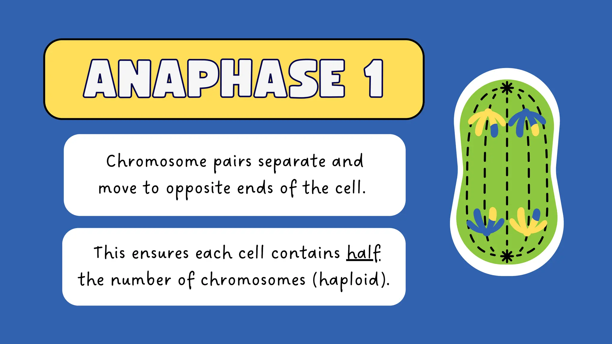 LESSON 3- ---CELL CYCLE--- (MEIOSIS).pdf